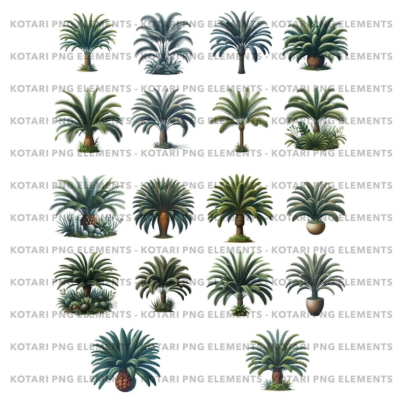 Watercolor Cycads Transparent PNG Clipart Commercial Use - Etsy