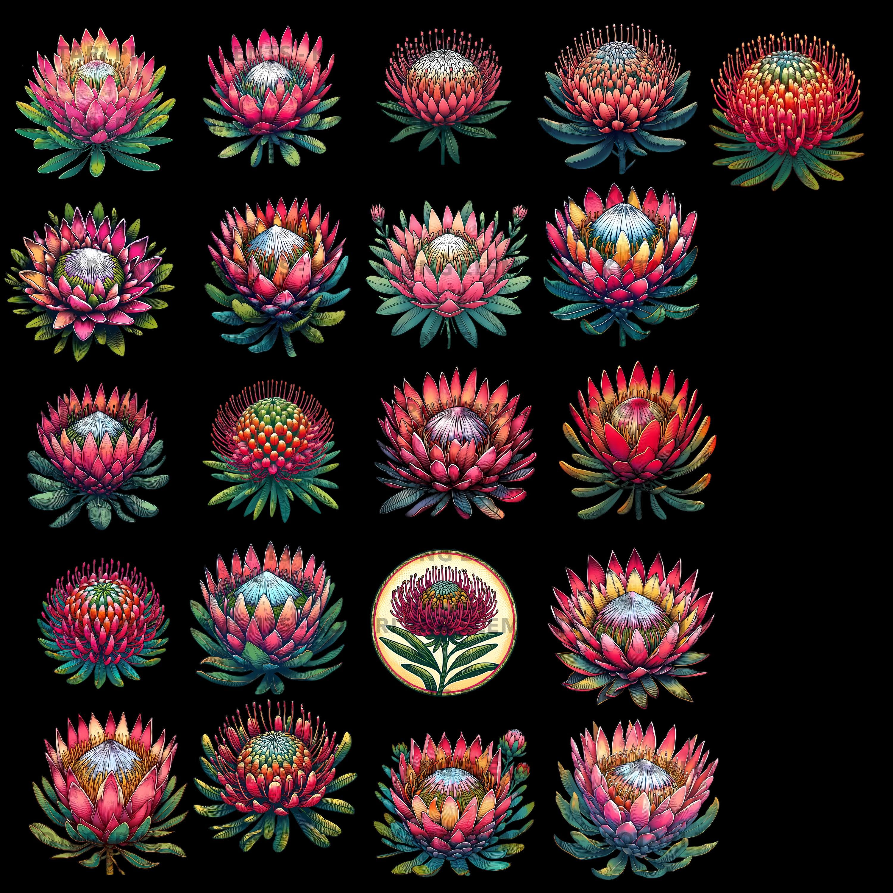 Illustrated Proteas - Transparent PNG Clipart - Commercial Use - Etsy