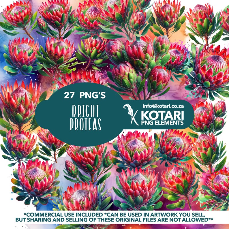 Bright Proteas - Transparent PNG Clipart - Commercial Use - Etsy