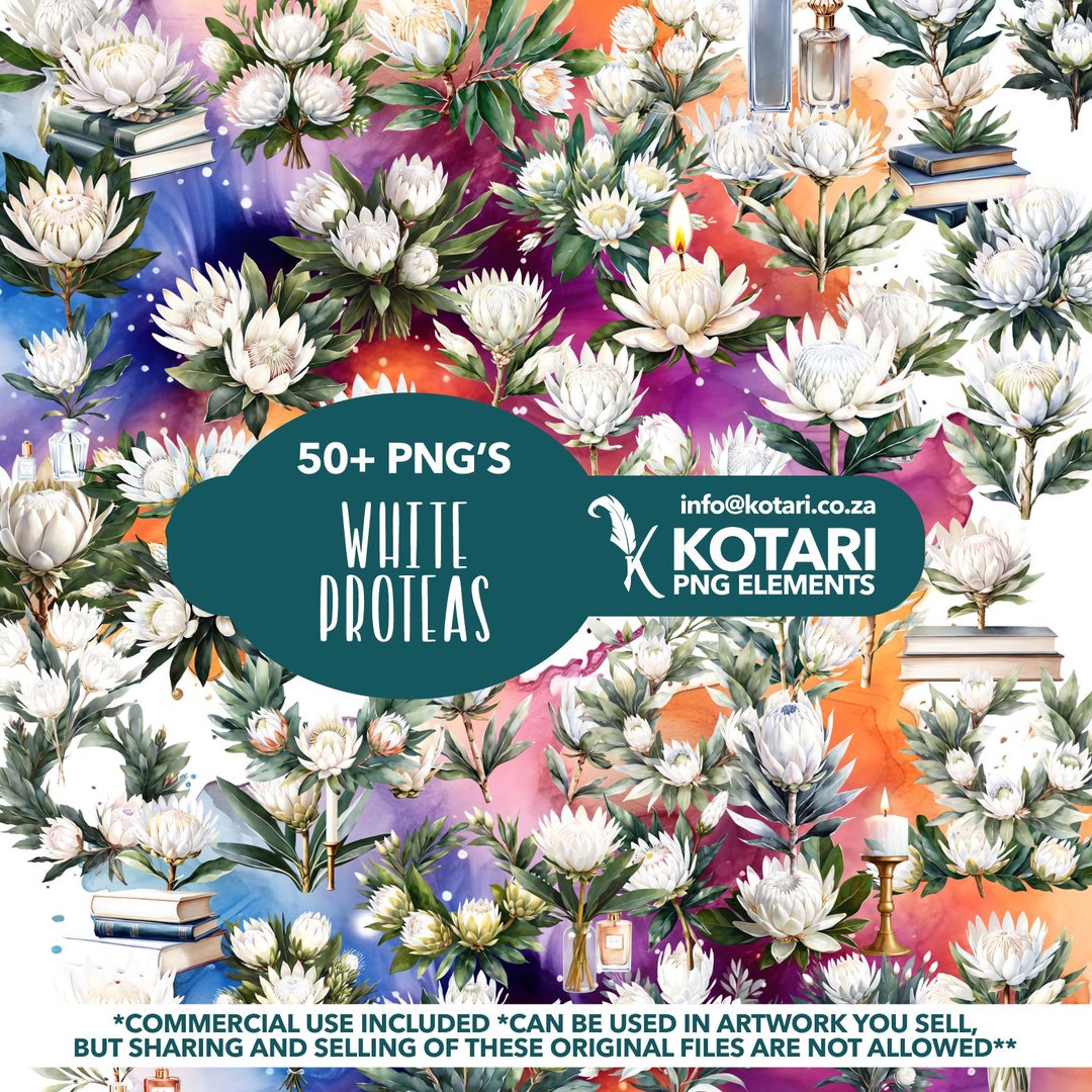Watercolor White Proteas - Transparent PNG Clipart - Commercial Use - Etsy
