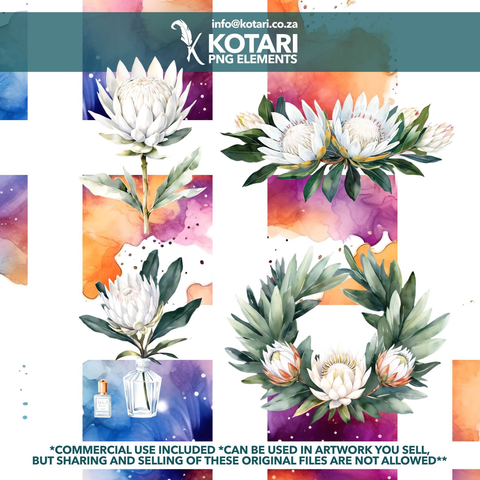 Watercolor White Proteas - Transparent PNG Clipart - Commercial Use - Etsy