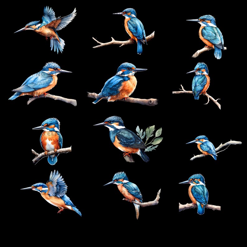 Kingfisher - Transparent PNG Clipart - Commercial Use - Etsy
