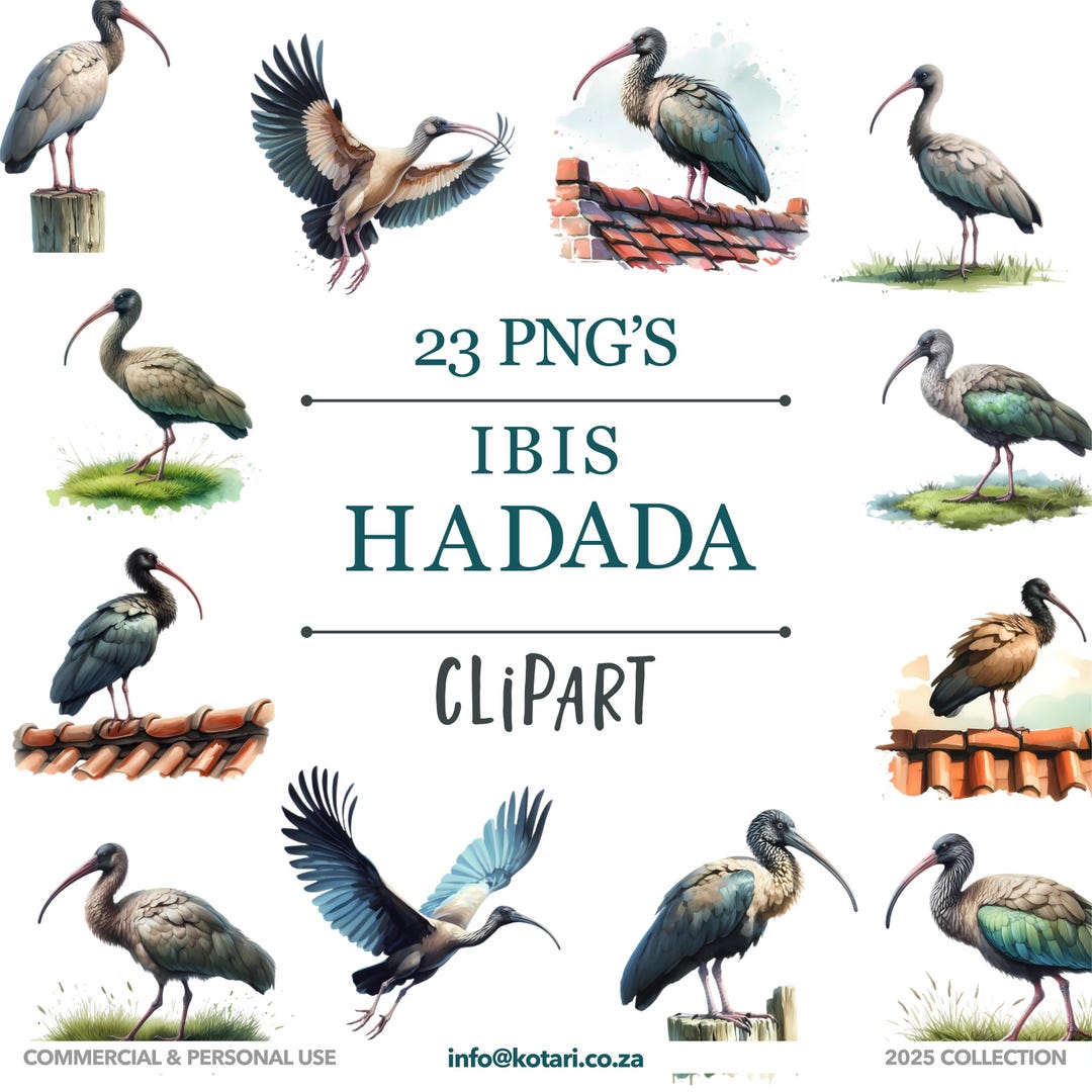 Hadada Ibis - Transparent PNG Clipart - Commercial Use - Etsy