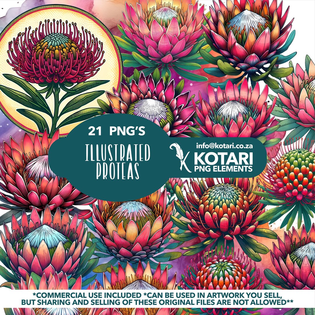 Illustrated Proteas - Transparent PNG Clipart - Commercial Use - Etsy