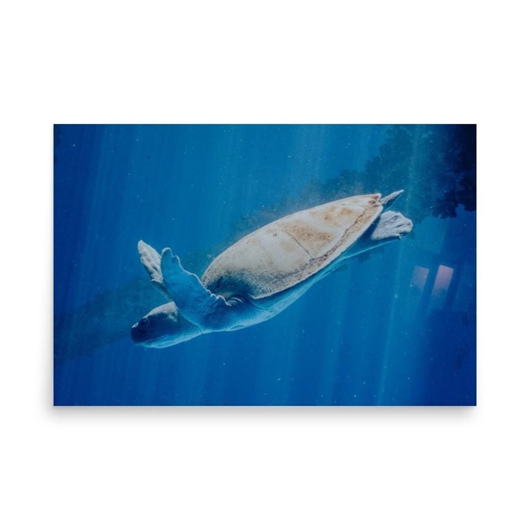 Sea Turtle Poster - Etsy