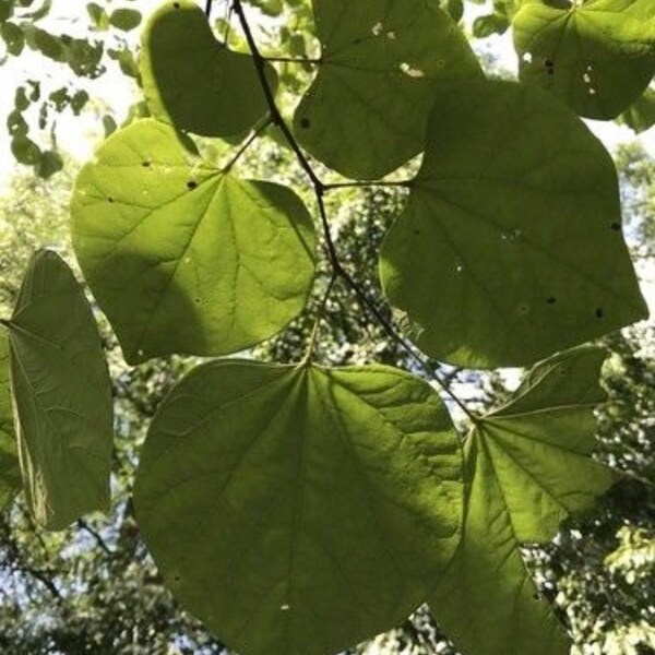 Redbud Tree - Etsy