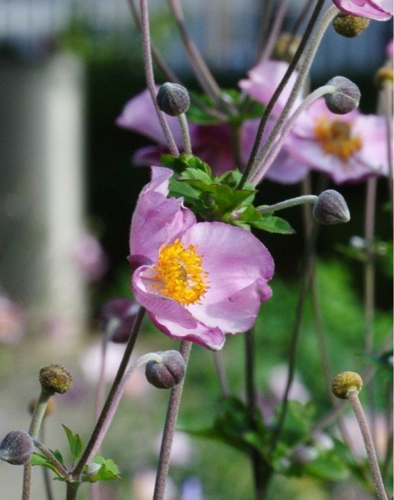 Japanese Anemone - Etsy