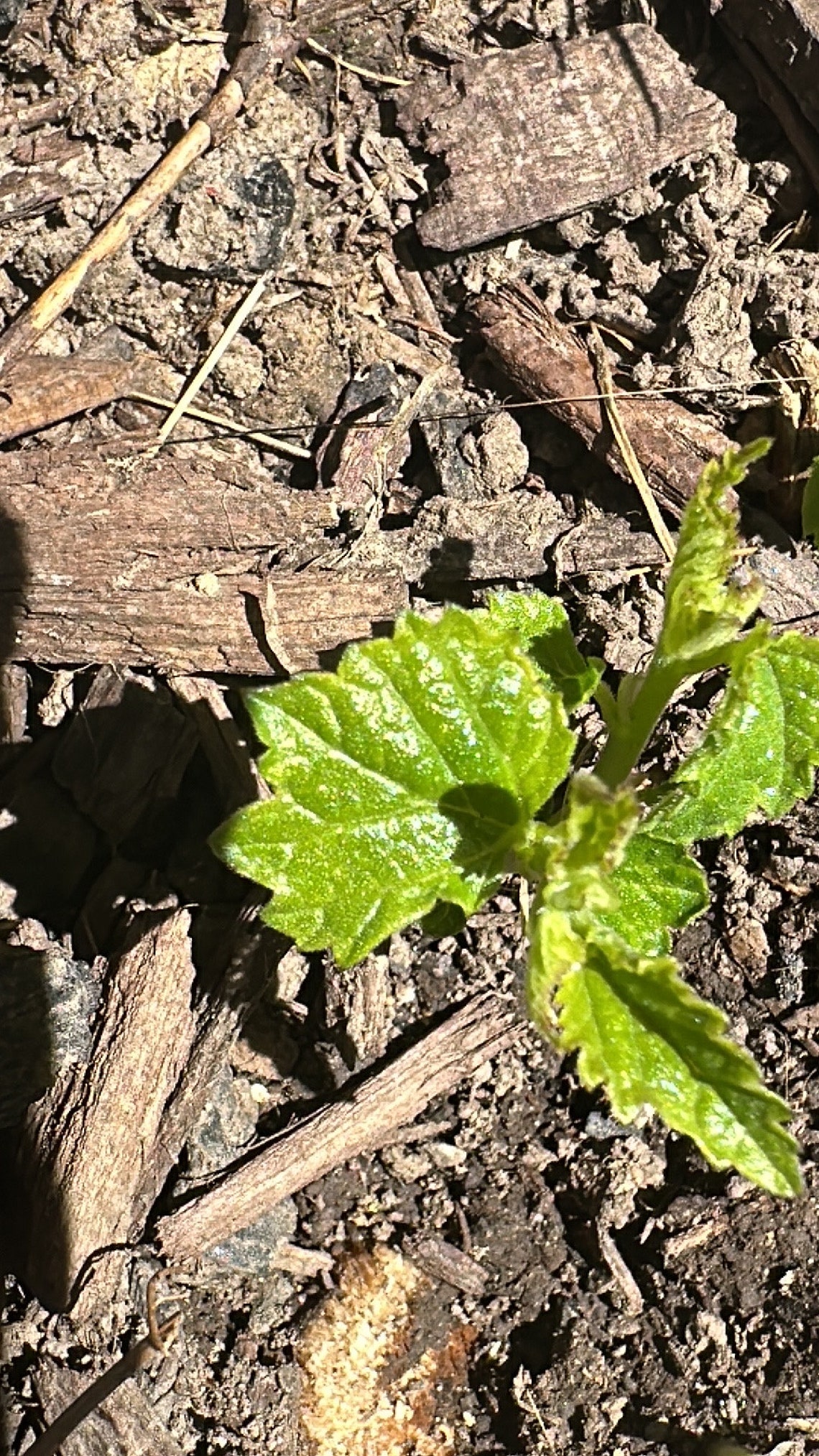 Mulberry Tree Sapling - Etsy