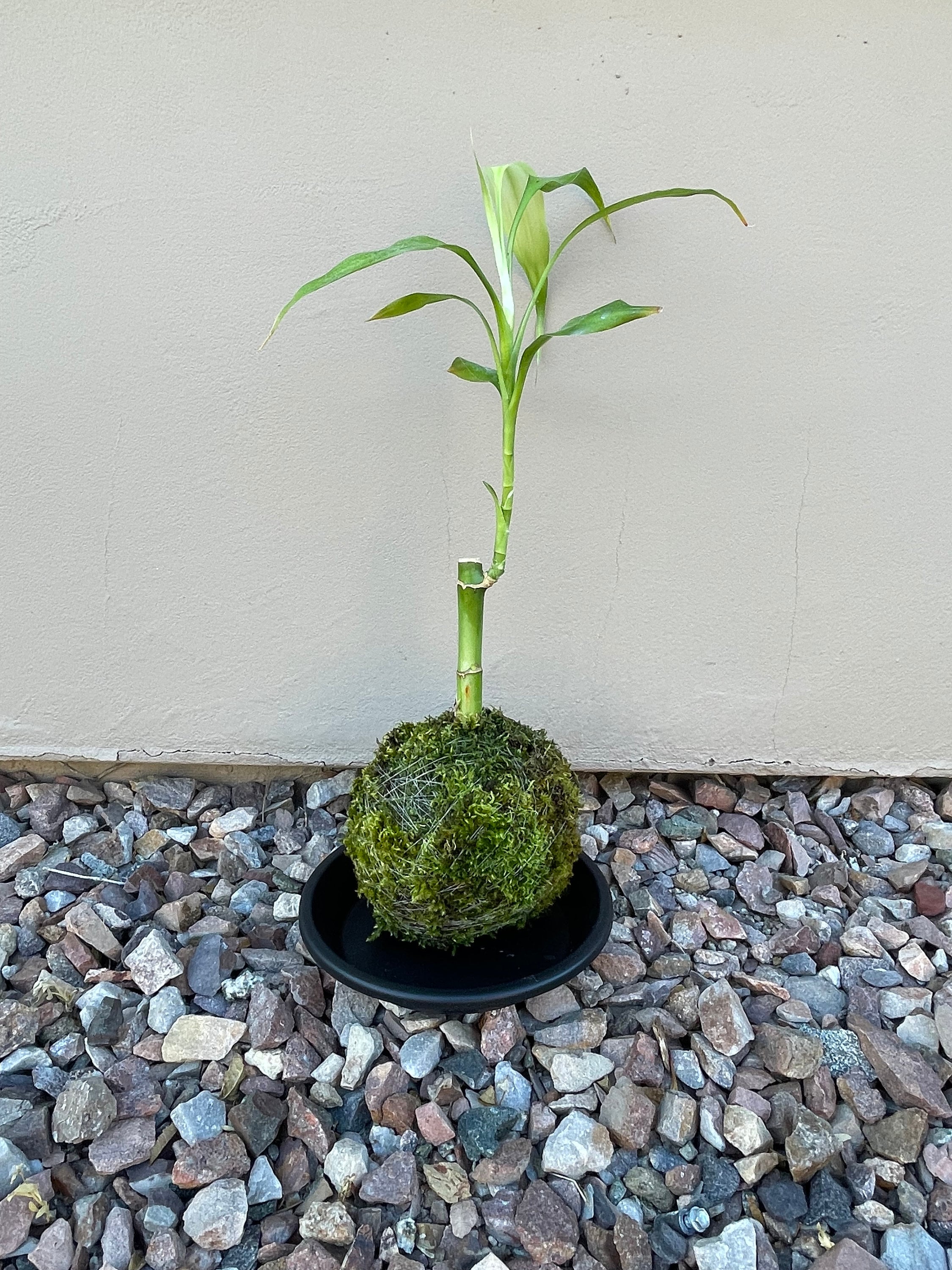 Bamboo Kokedama - Moss Ball, a Japanese Ancient Form of Garden Art - Etsy