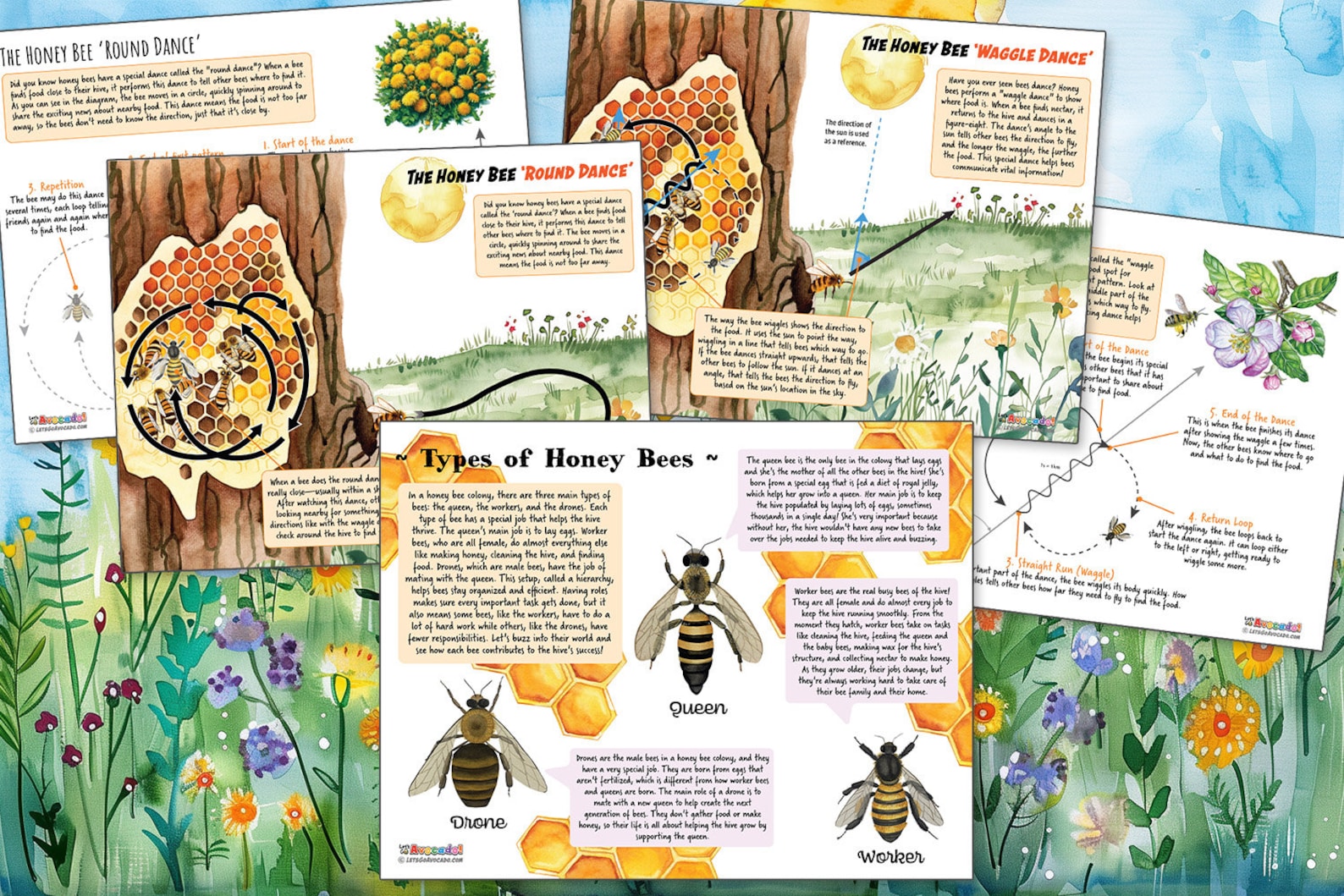 BEE POSTERS, Species Posters, Lifecycle, Anatomy, Information Poster ...