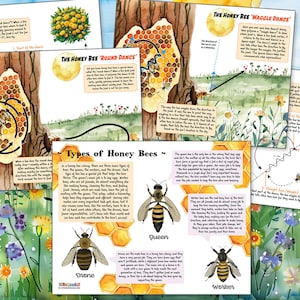 BEE POSTERS, Species Posters, Lifecycle, Anatomy, Information Poster ...