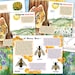 BEE POSTERS, Species Posters, Lifecycle, Anatomy, Information Poster ...