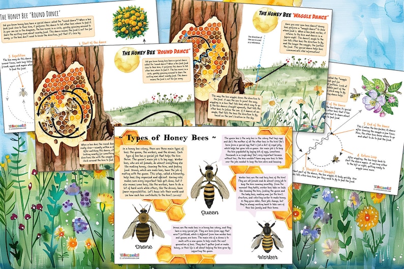 BEE POSTERS, Species Posters, Lifecycle, Anatomy, Information Poster ...