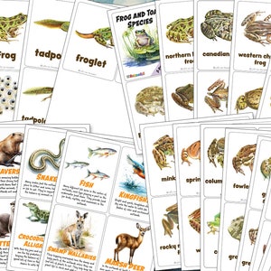 FROG and TOAD Nature Unit, HUGE Printables Collection, Life Cycle ...