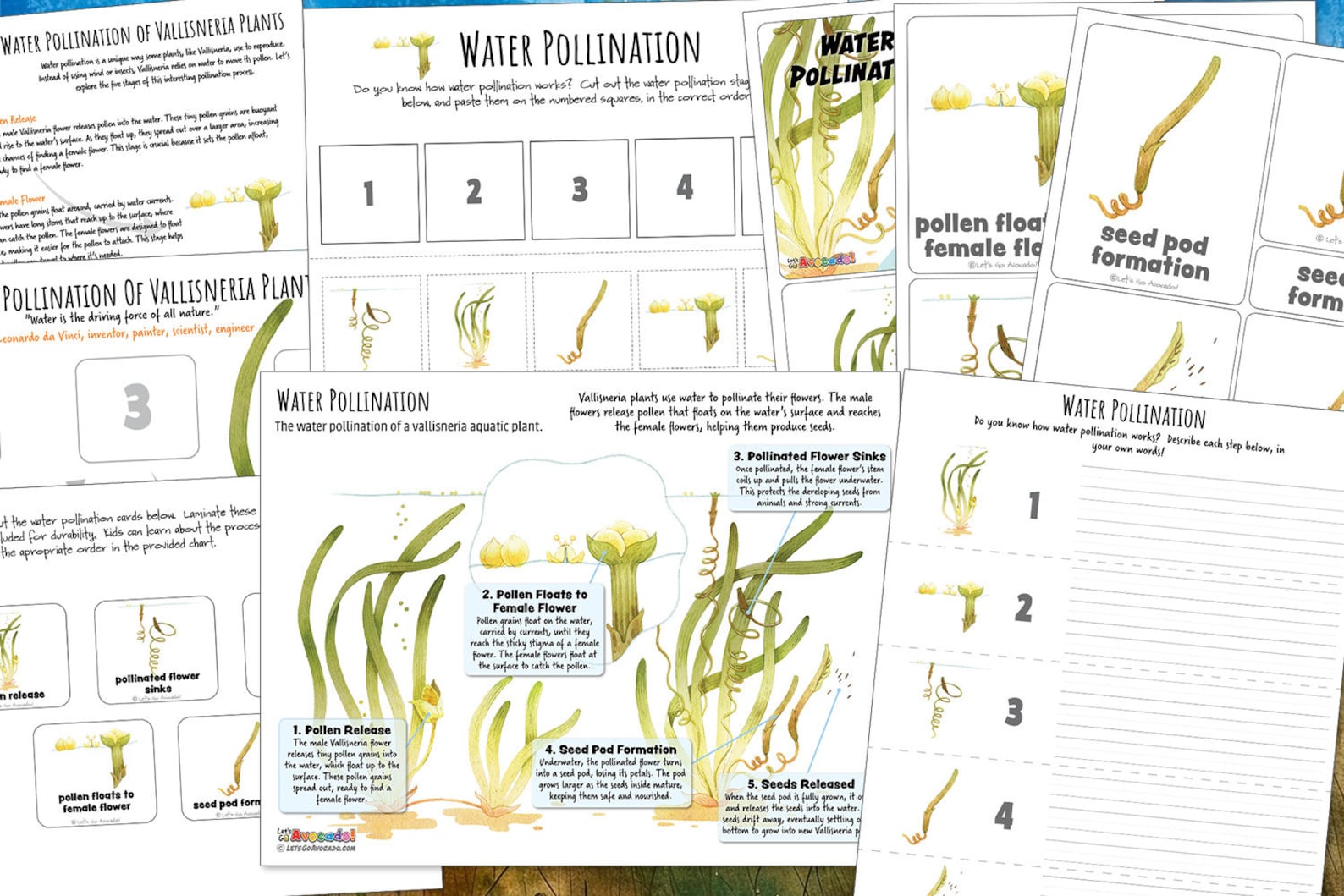 WATER POLLINATION of Vallisneria, Worksheets 9 Pages, Poster and ...