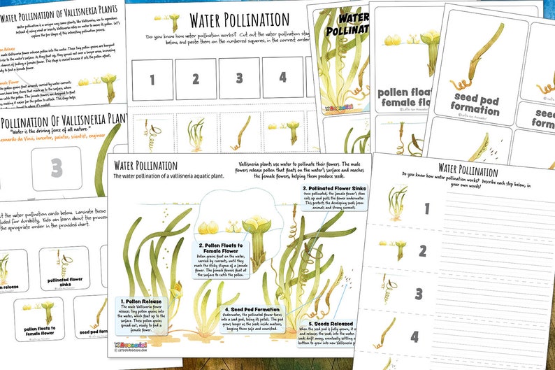 WATER POLLINATION of Vallisneria, Worksheets 9 Pages, Poster and ...