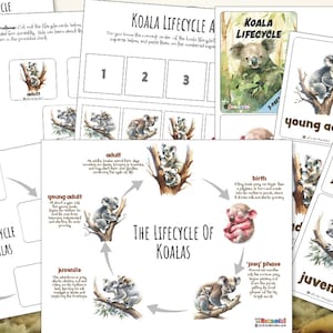 KOALA LIFECYCLE Worksheet 8 Pages, Poster and Labeling Activity, 3-part ...