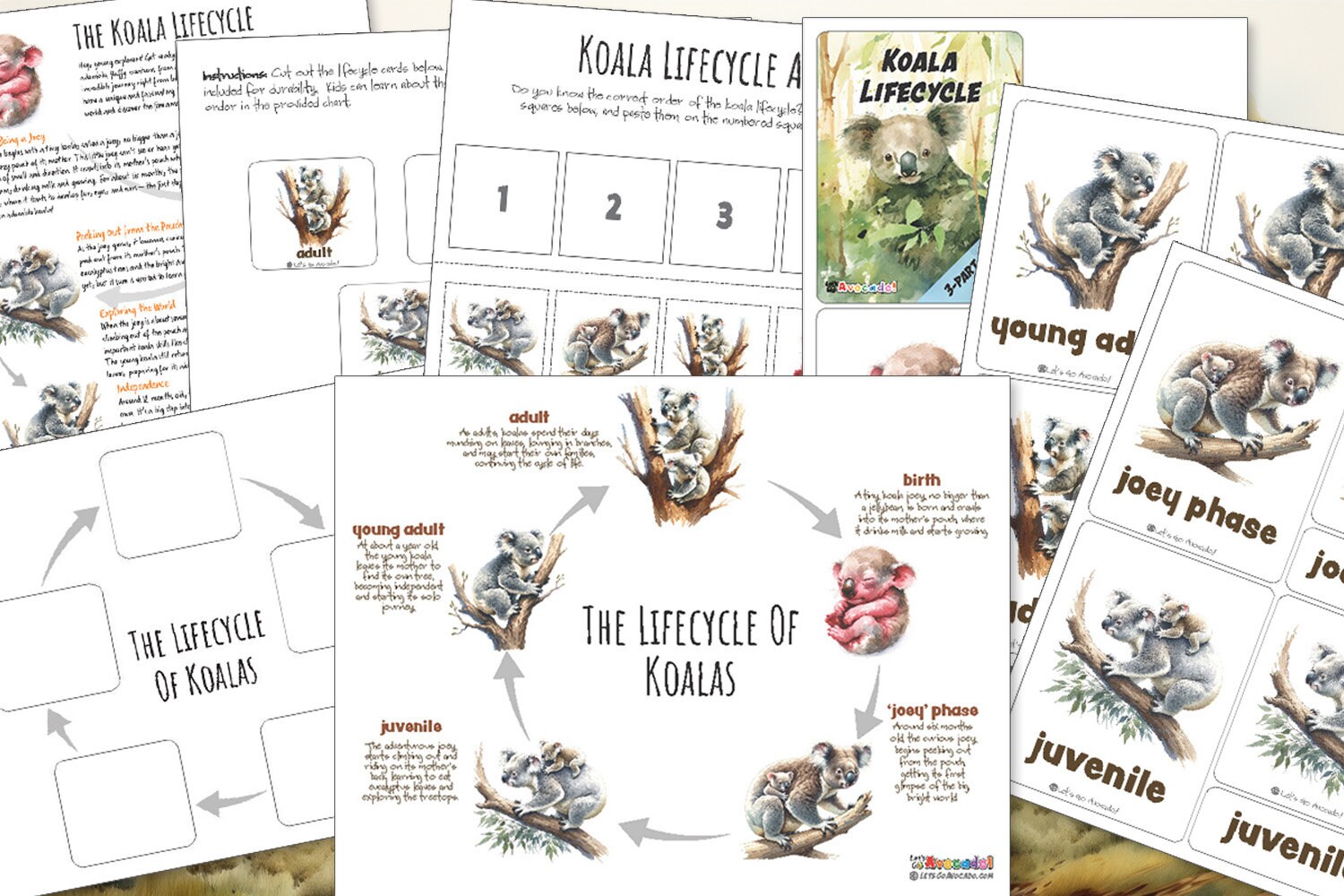 KOALA LIFECYCLE Worksheet 8 Pages, Poster and Labeling Activity, 3-part ...