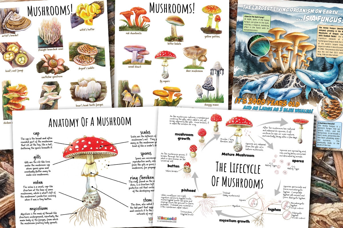 MUSHROOM POSTERS, Species Posters, Lifecycle, Anatomy, Information ...