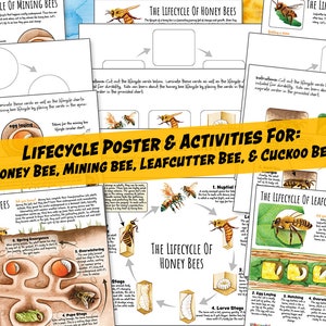 BEES NATURE STUDY Unit, Huge Printables Collection, Life Cycle, Anatomy ...