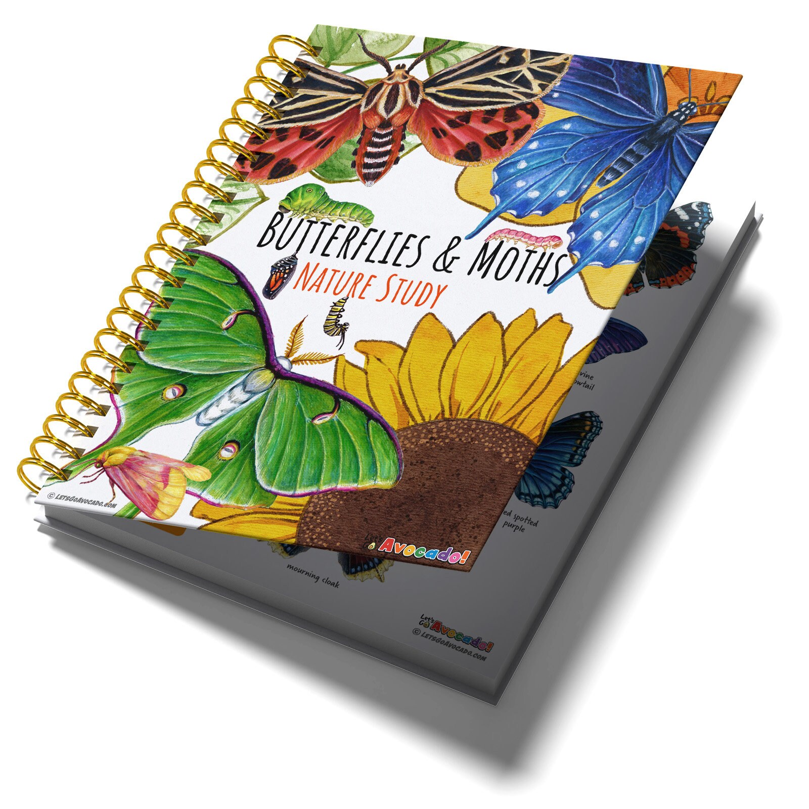 BUTTERFLY & MOTH Nature Study 88 Pages, Life Cycle, Anatomy, Unit Study ...