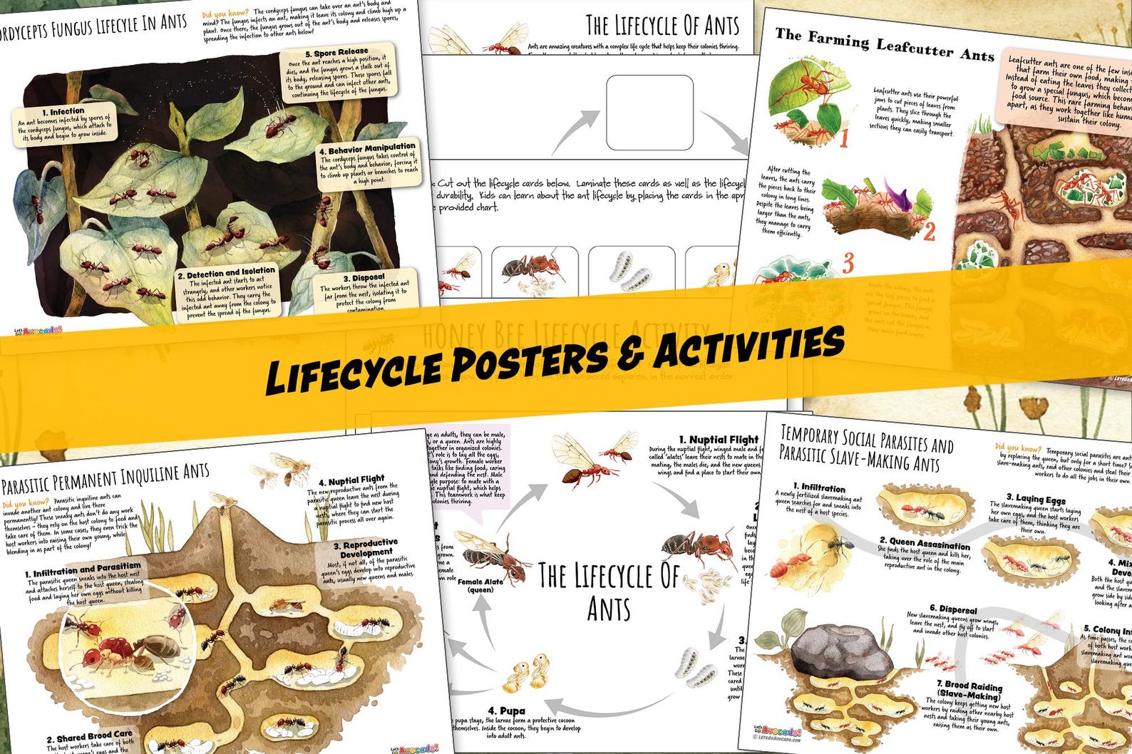 ANTS NATURE Study Unit, UPDATED, Huge Printables Collection, Lifecycle ...