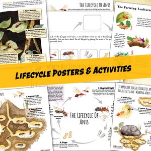 ANTS NATURE Study Unit, UPDATED, Huge Printables Collection, Lifecycle ...
