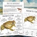 TOAD ANATOMY Worksheet 3 Pages, Poster and Labeling Activity, Winter ...