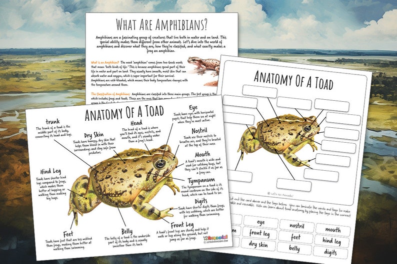 TOAD ANATOMY Worksheet 3 Pages, Poster and Labeling Activity, Winter ...