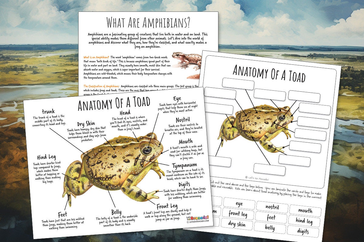 TOAD ANATOMY Worksheet 3 Pages, Poster and Labeling Activity, Winter ...