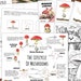 MUSHROOM LIFECYCLE Worksheet 12 Pages, Poster and Labeling Activity, 3 ...
