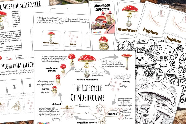 MUSHROOM LIFECYCLE Worksheet 12 Pages, Poster and Labeling Activity, 3 ...