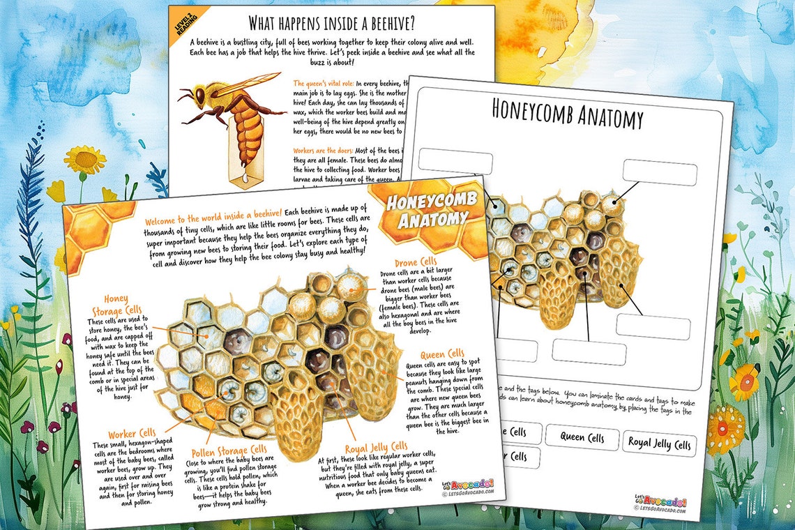 HONEYCOMB ANATOMY Worksheet 3 Pages, Bee Poster and Labeling Activity ...