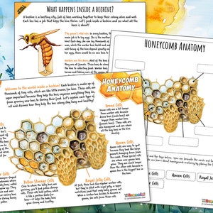 HONEYCOMB ANATOMY Worksheet 3 Pages, Bee Poster and Labeling Activity ...