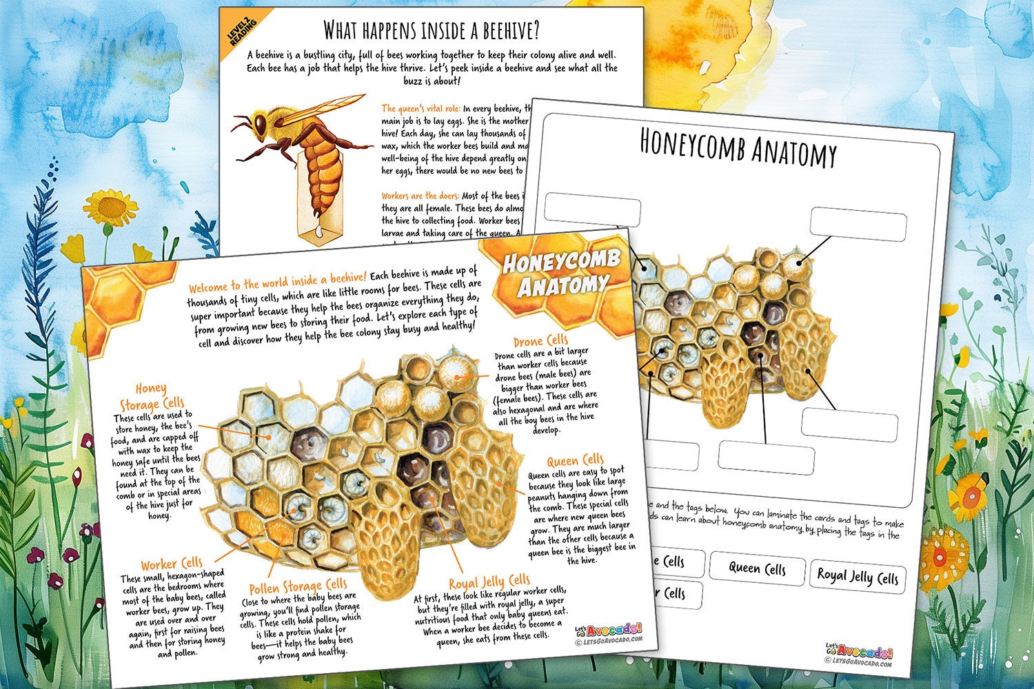 HONEYCOMB ANATOMY Worksheet 3 Pages, Bee Poster and Labeling Activity ...
