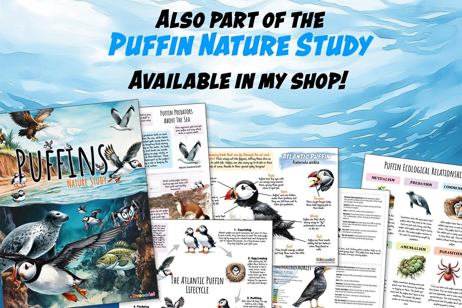 PUFFIN LIFECYCLE Worksheet 10 Pages, Poster and Labeling Activity, 3 ...