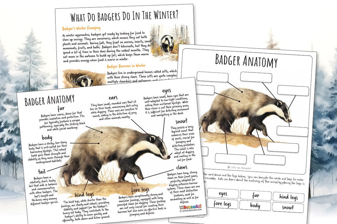 BADGER ANATOMY Worksheet 3 Pages, Poster and Labeling Activity, Winter ...