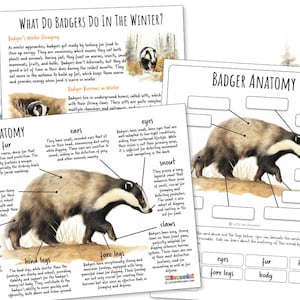 BADGER Anatomy Worksheet 3 Pages Poster and Labeling - Etsy