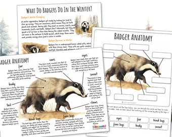 BADGER Anatomy, Poster and Labeling Activity, Homeschool, Instant ...