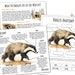 BADGER ANATOMY Worksheet 3 Pages, Poster and Labeling Activity, Winter ...