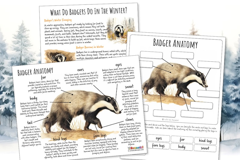 BADGER ANATOMY Worksheet 3 Pages, Poster and Labeling Activity, Winter ...