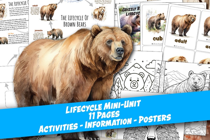 GRIZZLY BEAR LIFECYCLE Worksheet 11 Pages, Poster and Labeling Activity ...