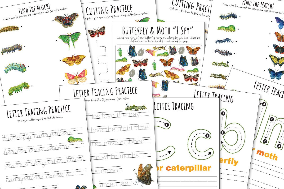 BUTTERFLY & MOTH Nature Study 88 Pages, Life Cycle, Anatomy, Unit Study ...