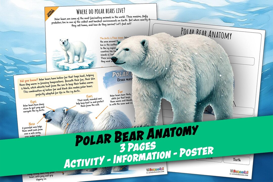 POLAR BEAR ANATOMY, Unit Study, Homeschool Printables, Anatomy, Science ...