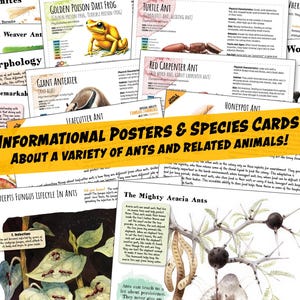 ANTS NATURE Study Unit, UPDATED, Huge Printables Collection, Lifecycle ...