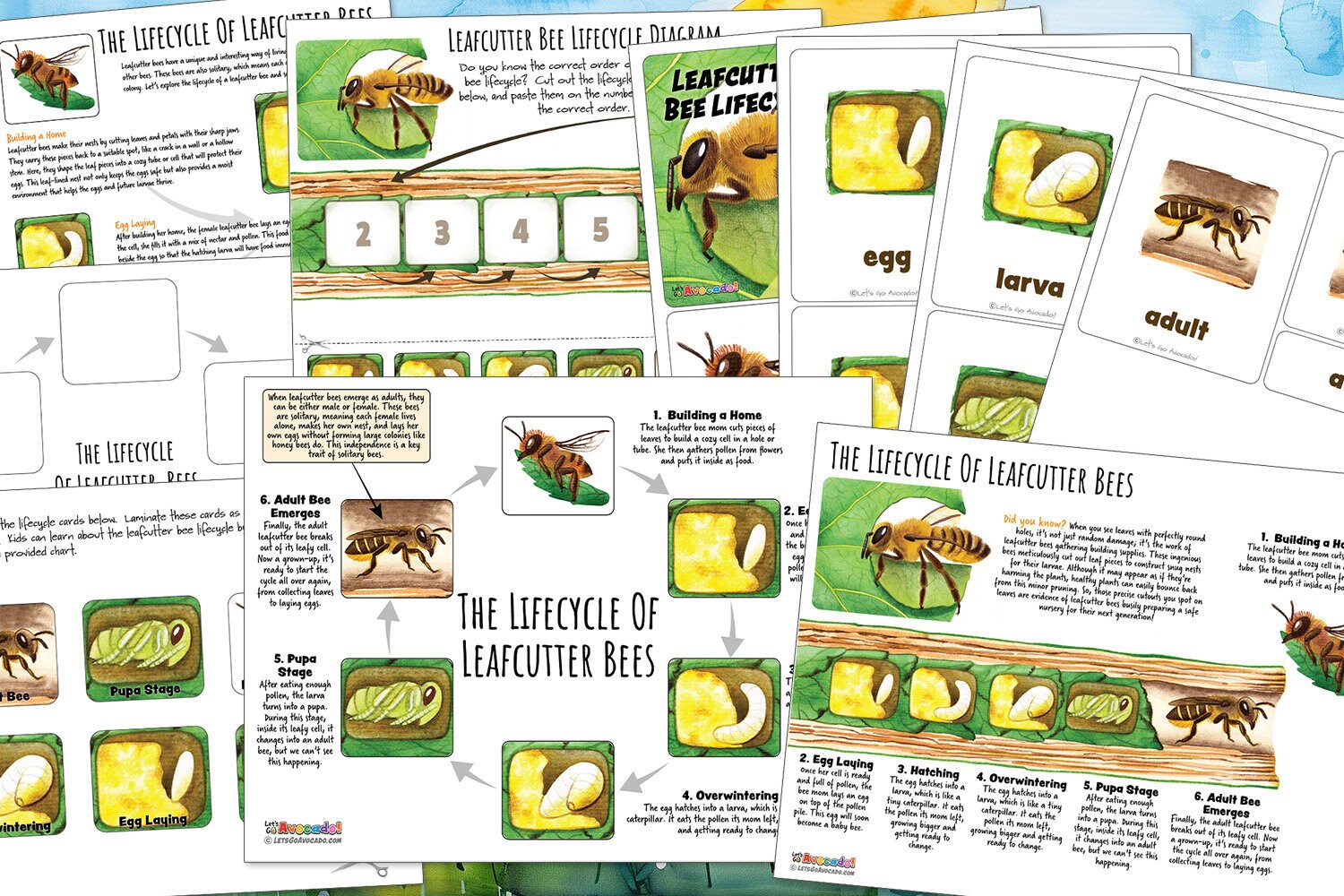 LEAFCUTTER BEE LIFECYCLE Worksheet 10 Pages, Poster and Labeling ...
