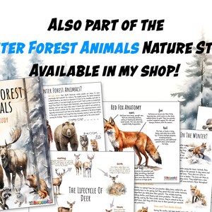 FOX LIFECYCLE Worksheet 9 Pages, Poster and Labeling Activity, 3-part ...