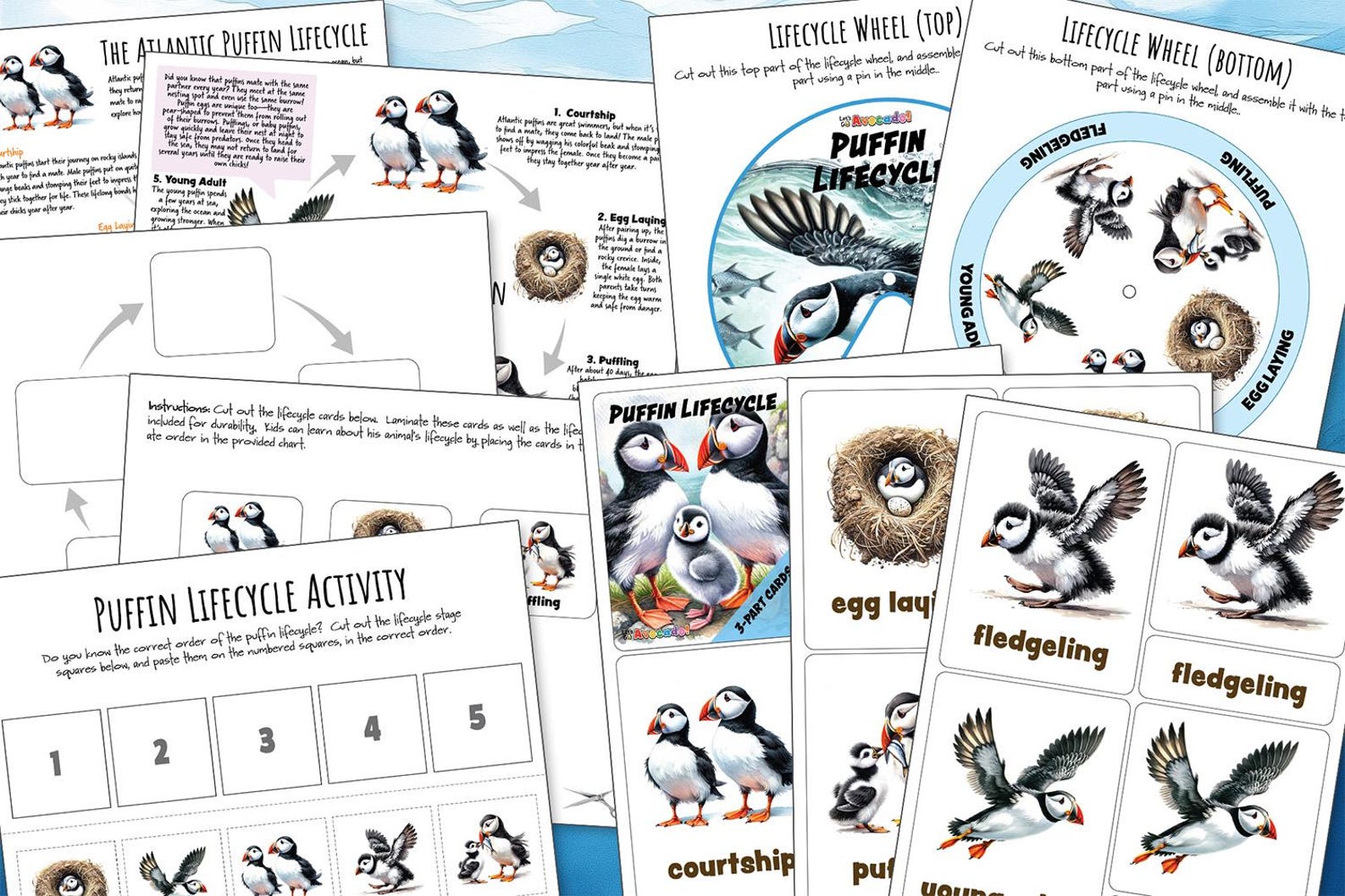PUFFIN LIFECYCLE Worksheet 10 Pages, Poster and Labeling Activity, 3 ...