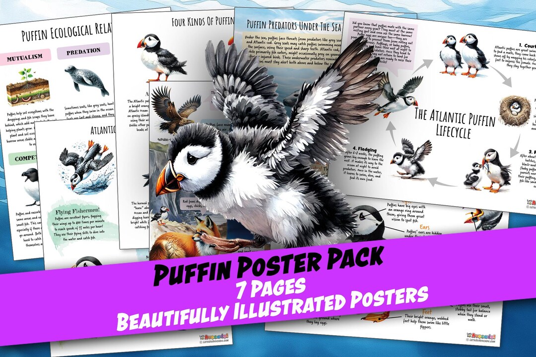 PUFFIN POSTERS, Species Posters, Lifecycle, Anatomy, Information Poster ...
