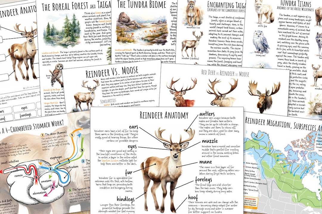 REINDEER Caribou Nature Unit Study, Printables, Lifecycle, Migration ...